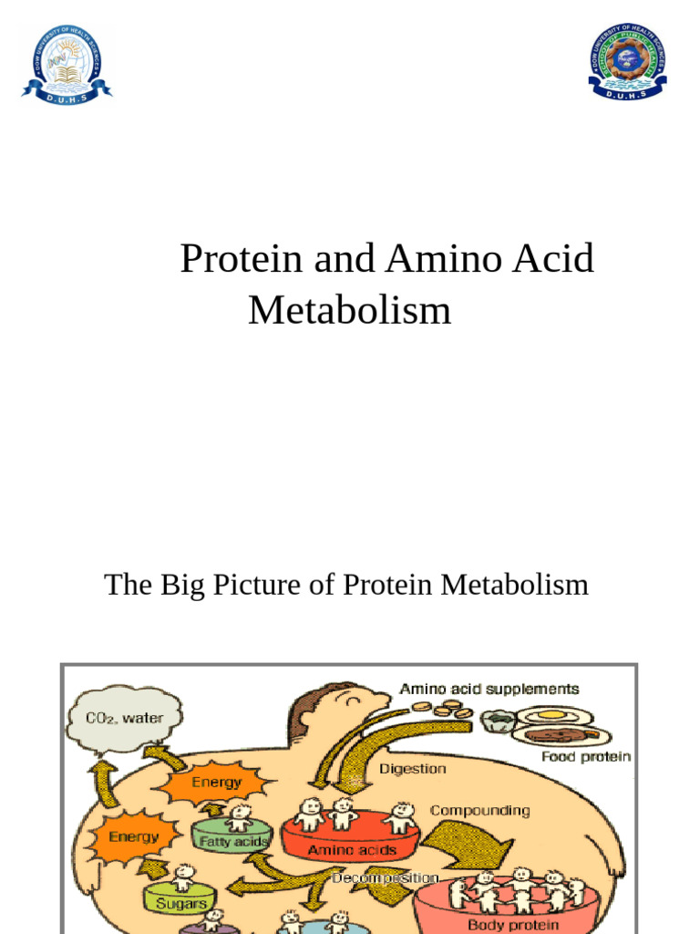 NHM Lec 4A Protein Metabolism-MZ | PDF