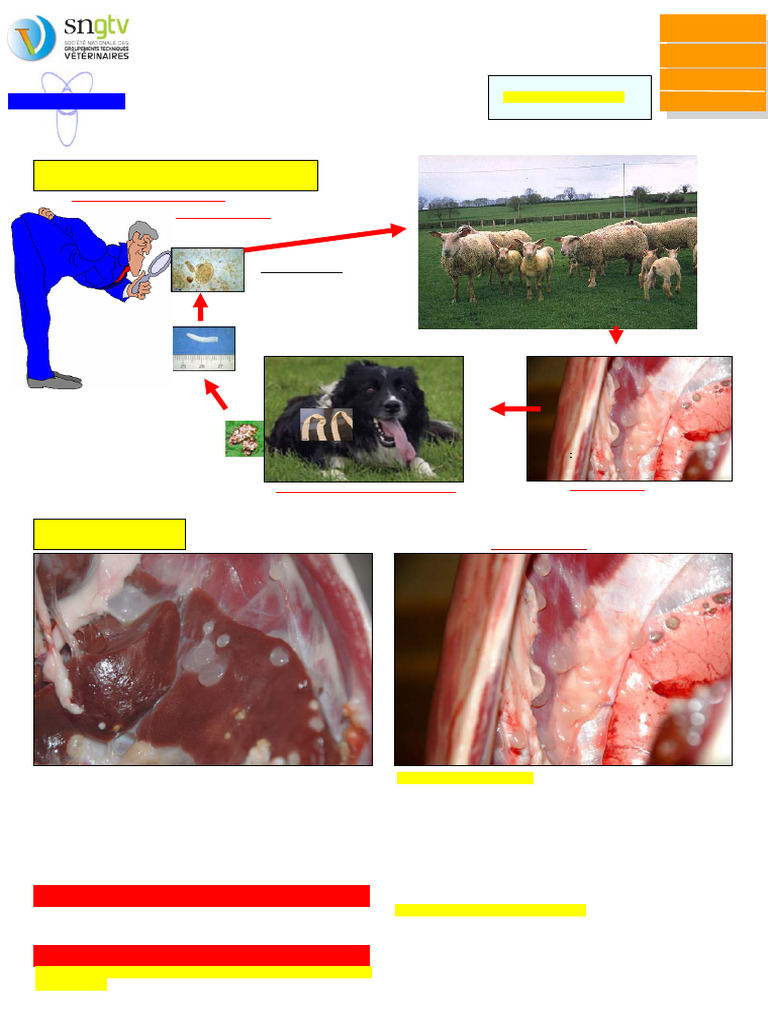 Cysticercose | PDF