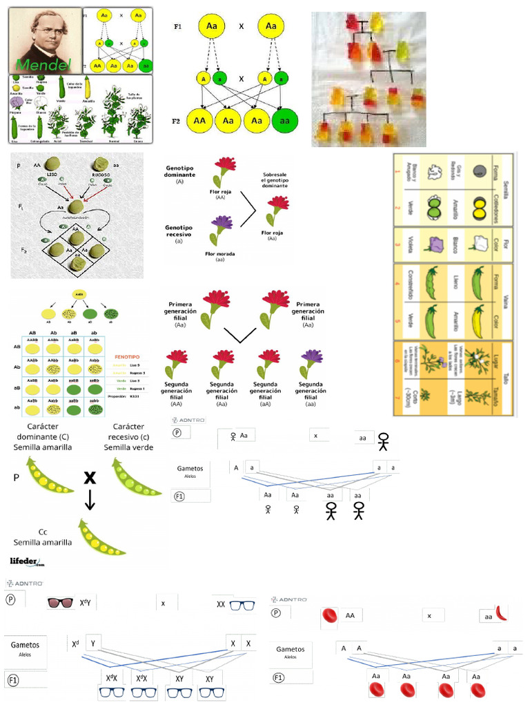 Leyes de Mendel | PDF