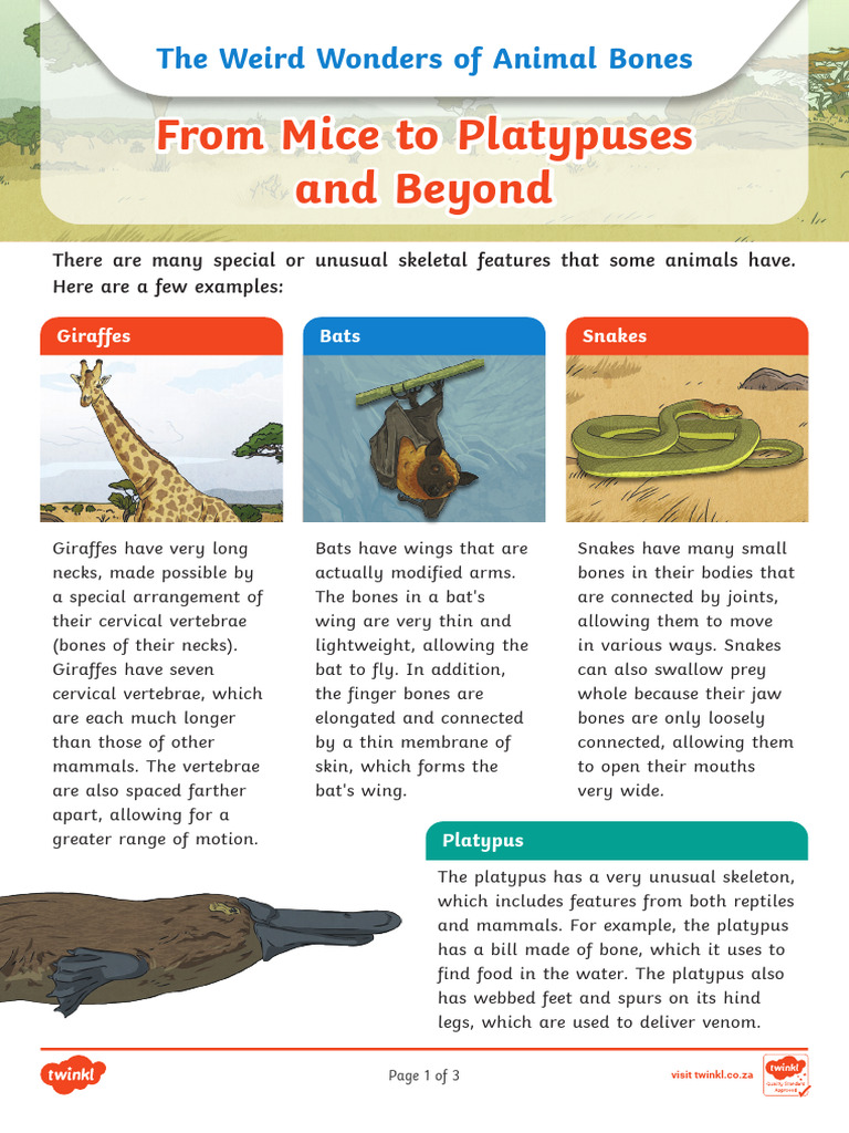 The Weird Wonders of Animal Bones From Mice To Platypuses and Beyond | PDF