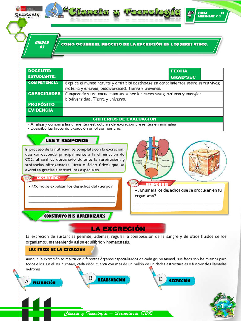 D-4º Act 6-Cyt-Und 3 | PDF