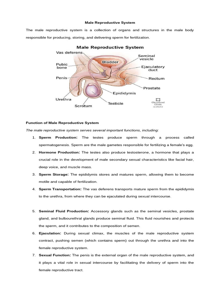 Carl Outline (Male Reproductive System) | PDF