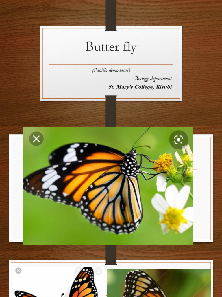 Butterfly | PDF
