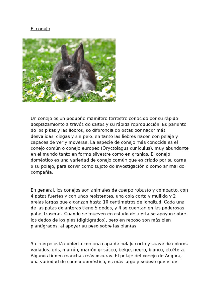 ?conejo | PDF