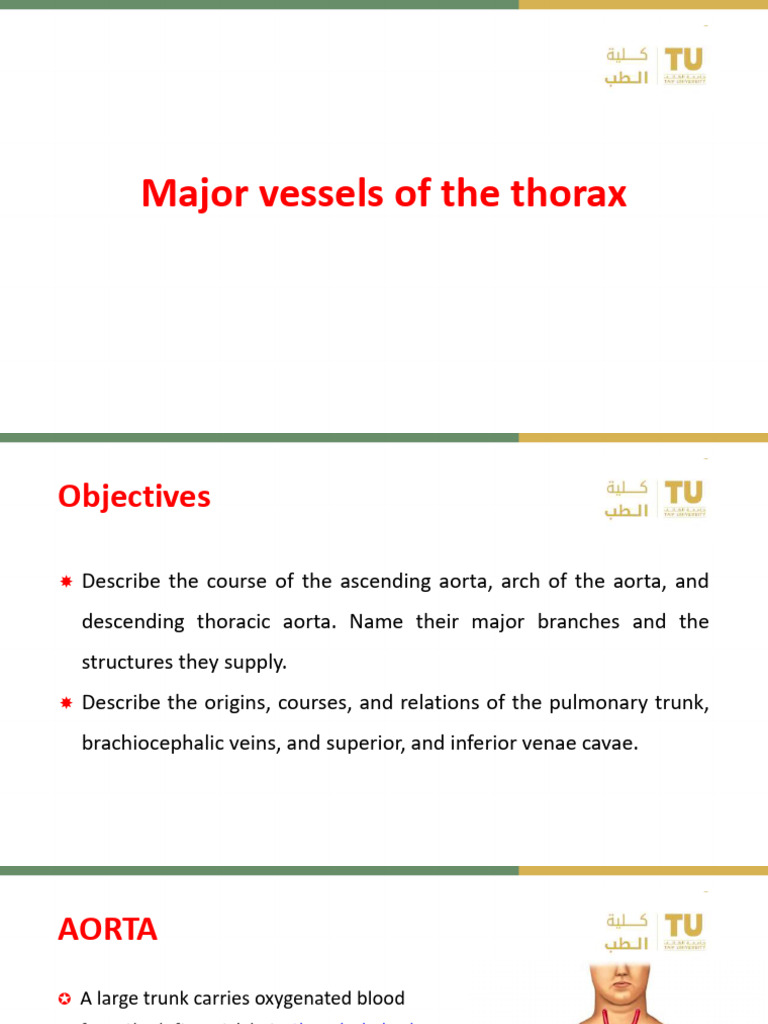 Major Vessels of the Thorax | PDF