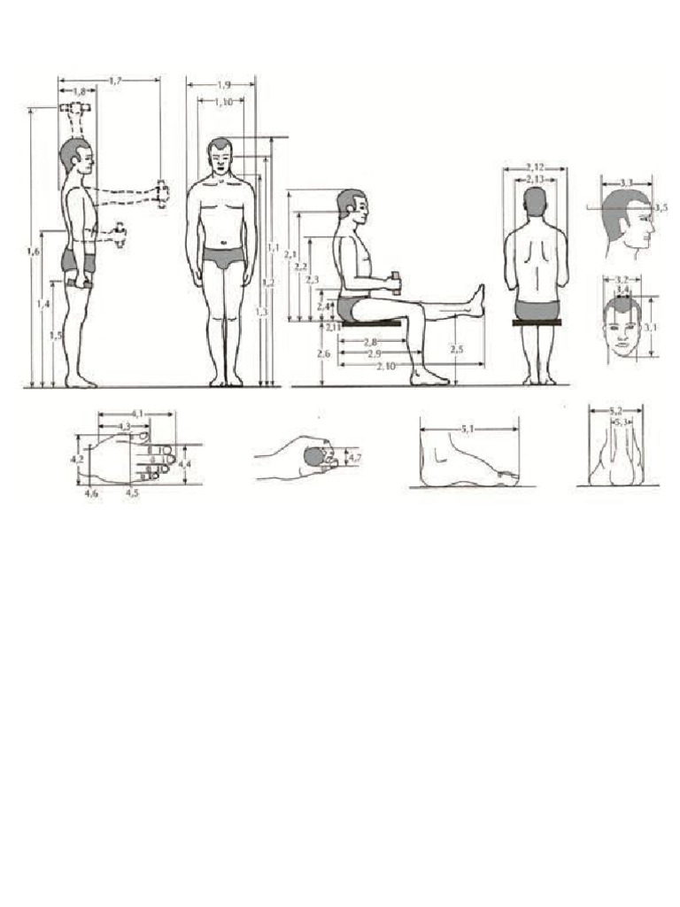 Antropometria | PDF