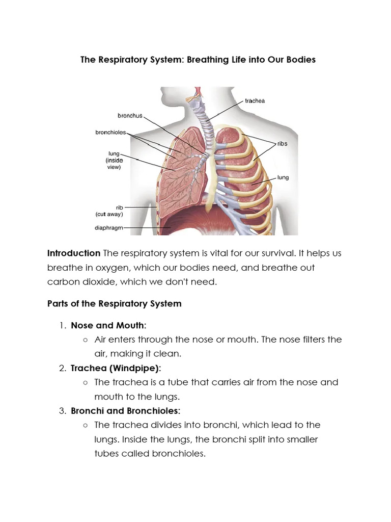 The_Respiratory_System | PDF