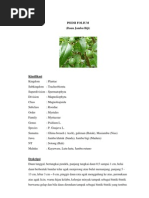 Akar Kelembak | PDF | Sains & Matematika