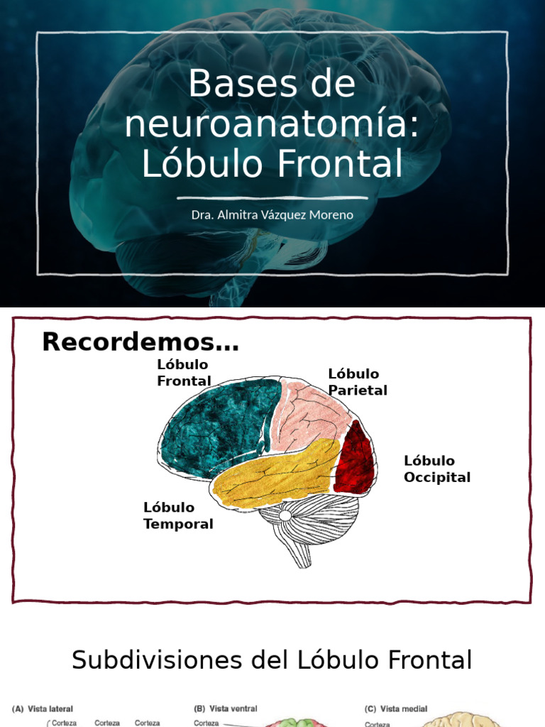 Lobulo Frontal | PDF