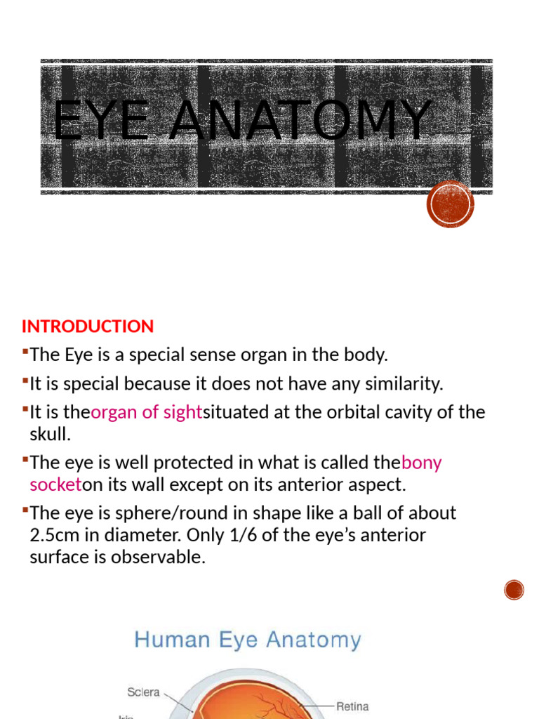 Eye Anatomy | PDF