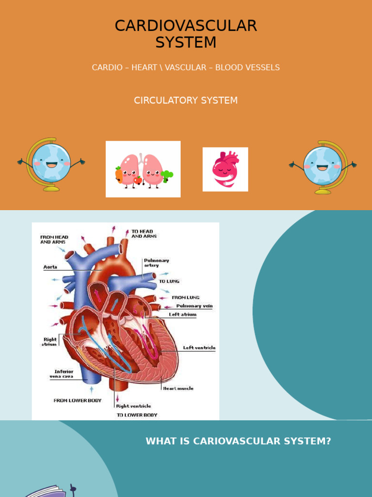 Understanding the Cardiovascular System | PDF | Heart Valve | Heart