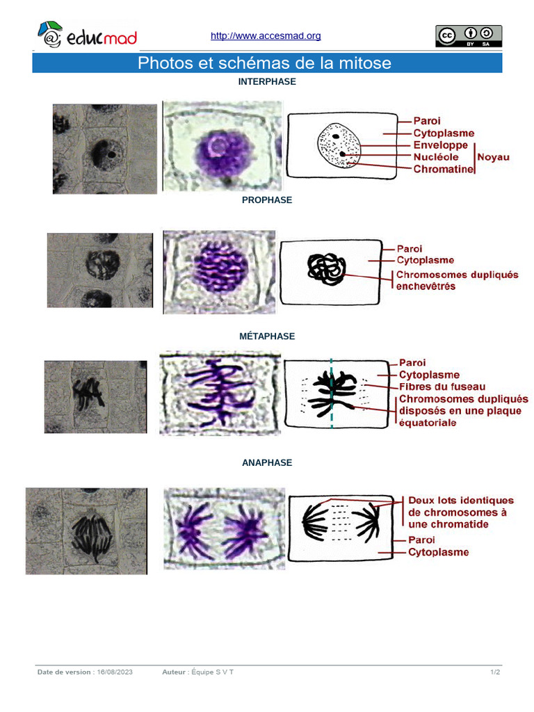 Photos Et Schemas de La Mitose | PDF