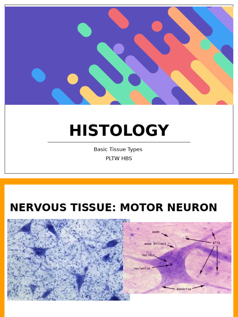 Histology Info PLTW | PDF