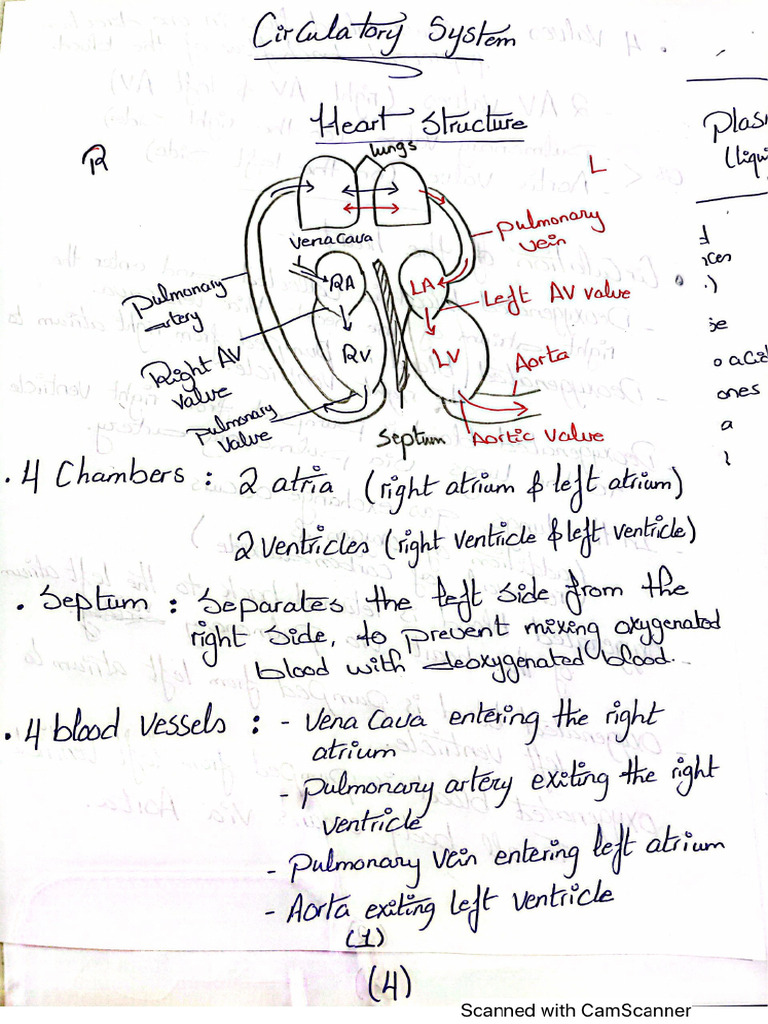 Circulation Pdf