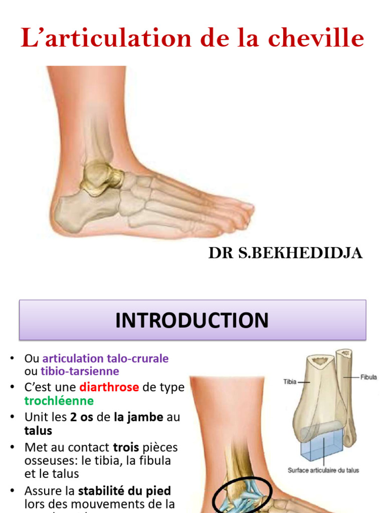 Anatomie et pathologies de la cheville | PDF | Pied | Anatomie humaine