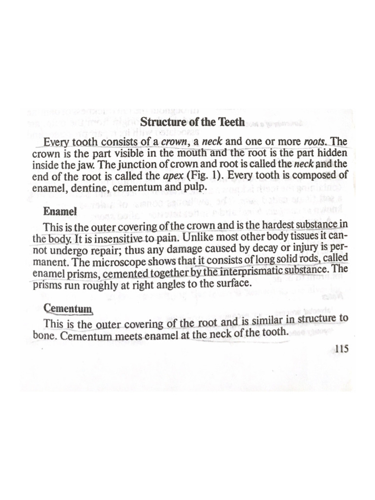 Structure of The Teeth | PDF