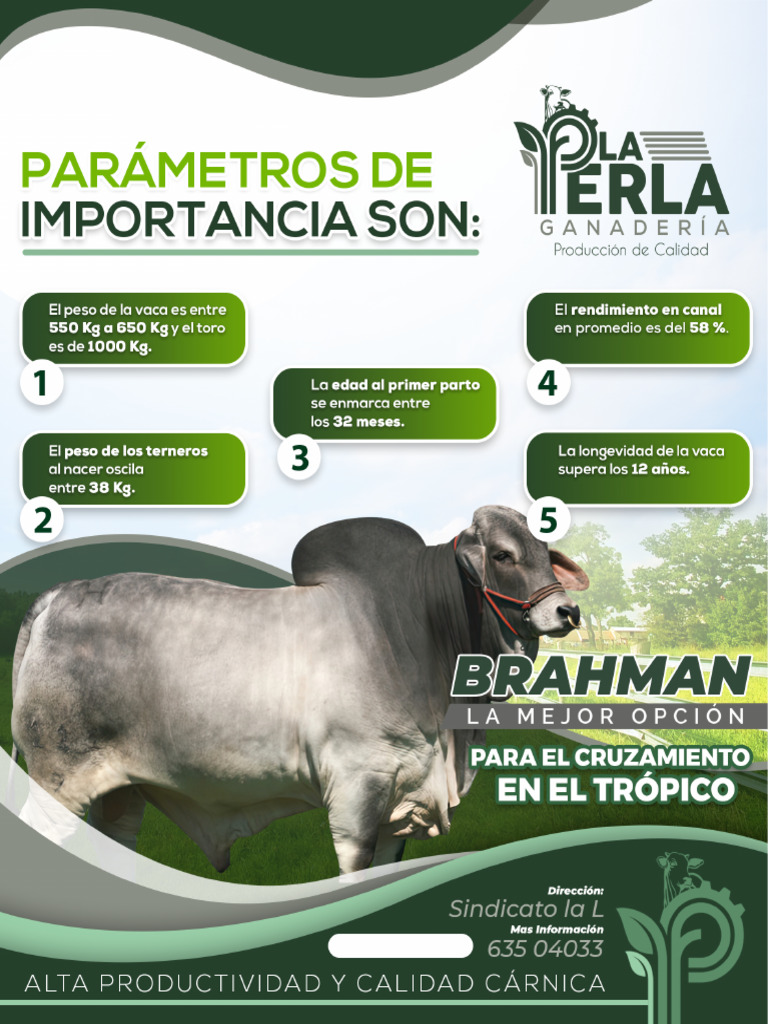 Perla Ganado | PDF