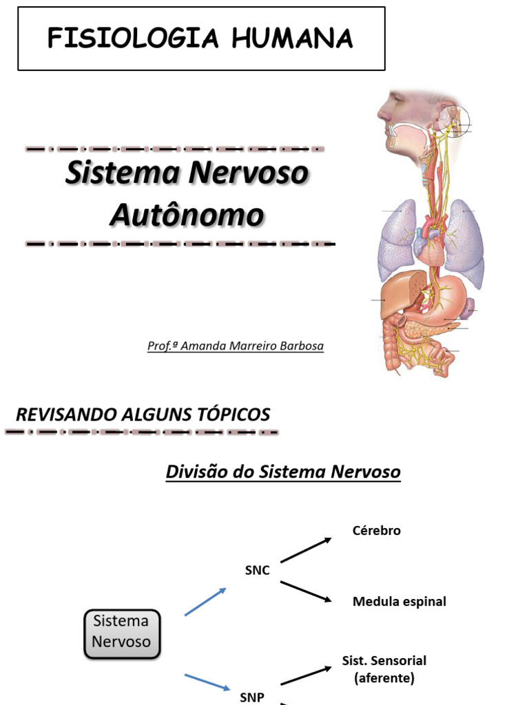 Aula04-Sistema Nervoso Aut Nomo | PDF