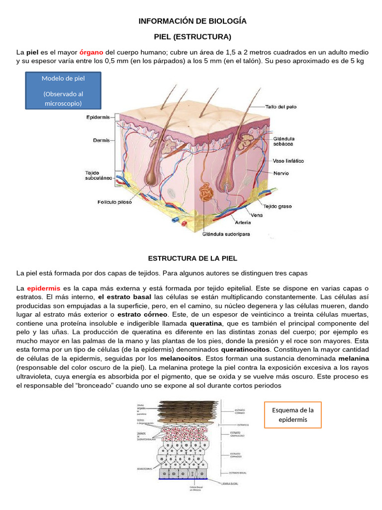 Informacion de Piel | PDF