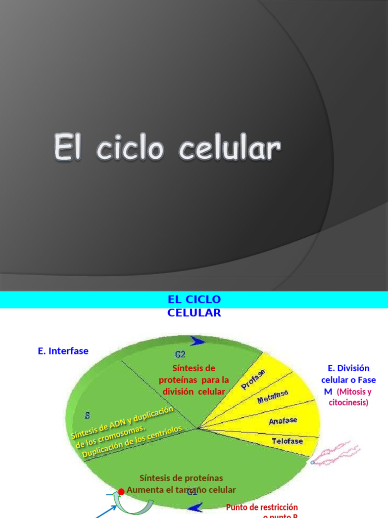 Ciclo Celular - 2bach | PDF