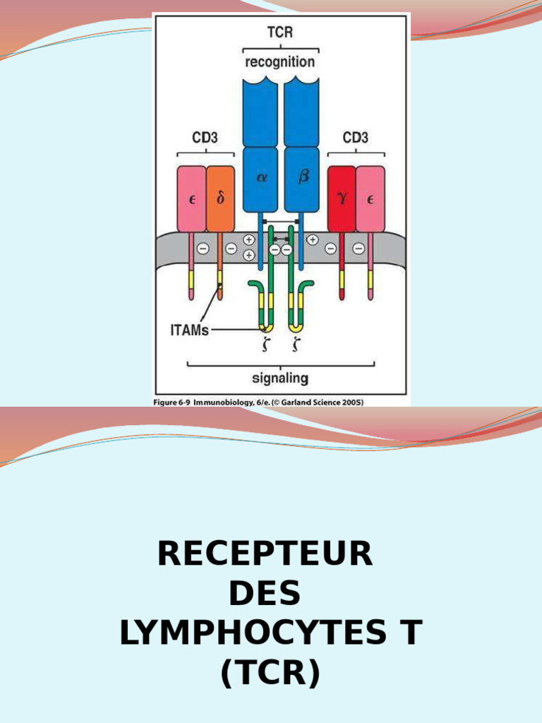 Complexe Recepteur LT-CD3-2021 | PDF