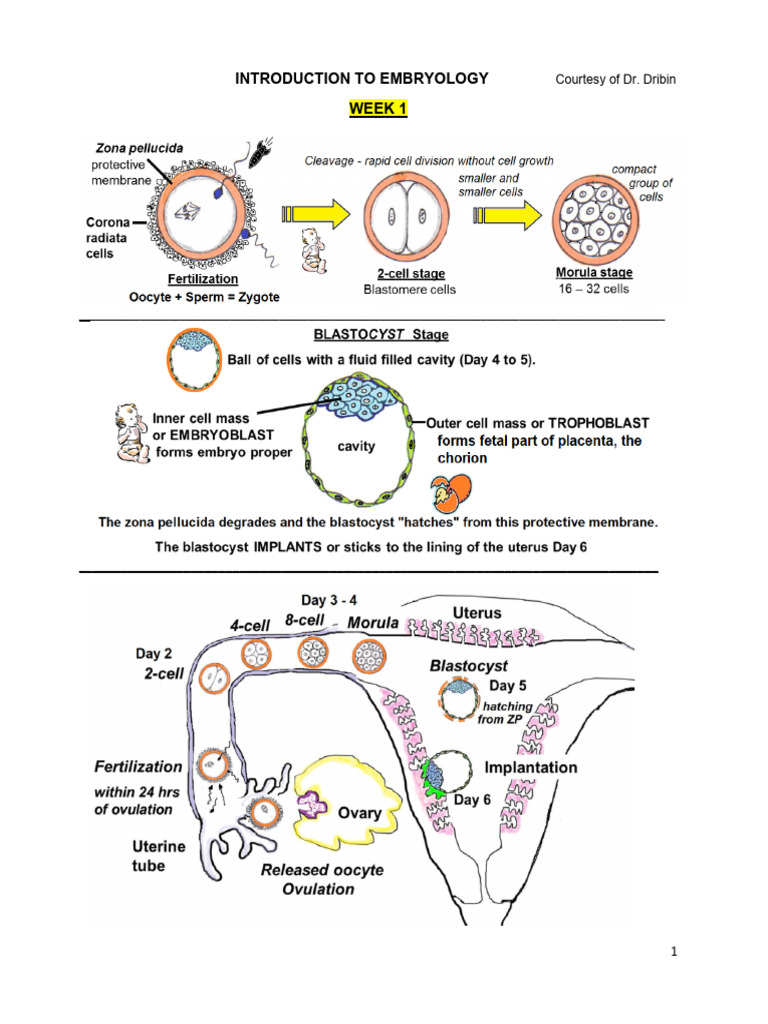 Intro To Embryology | PDF