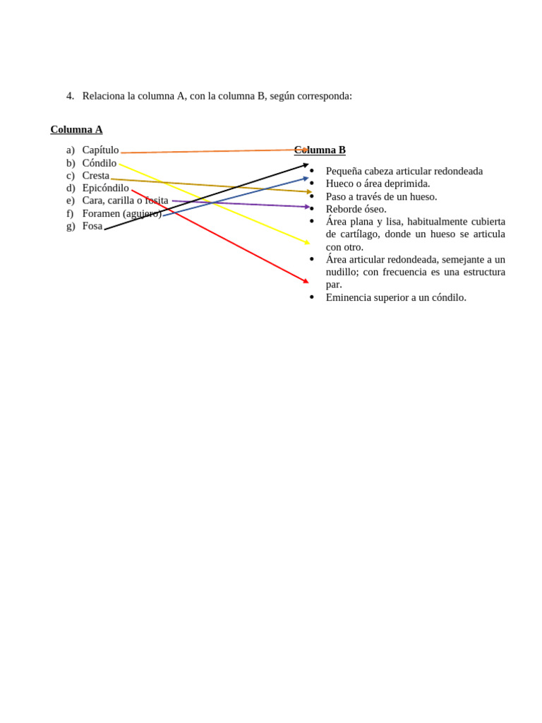 Guia De Anatomía Sesión 4 Sistema óseo Y Articular Pdf