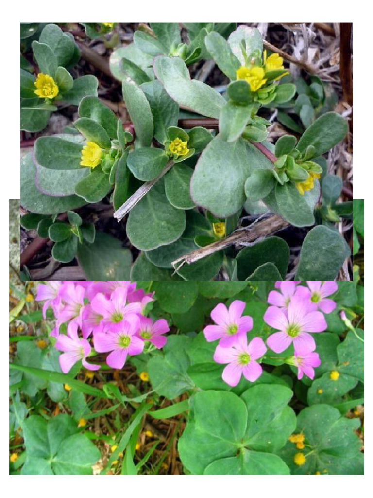 Plantas Con y Sin Flores | PDF