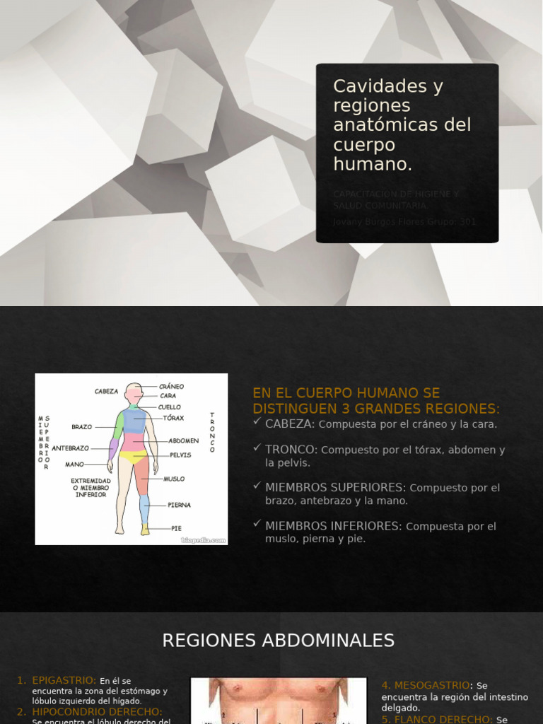 Cavidades y Regiones Anatómicas Del Cuerpo Humano | PDF