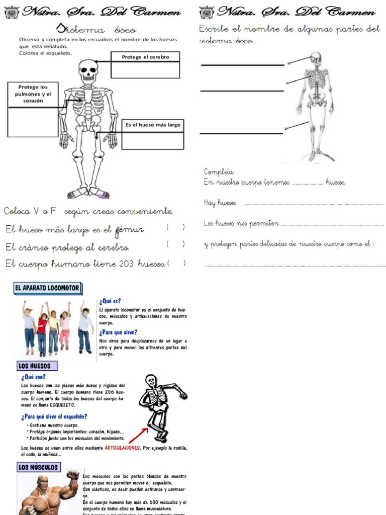 Ciencia Sistema Óseo | PDF