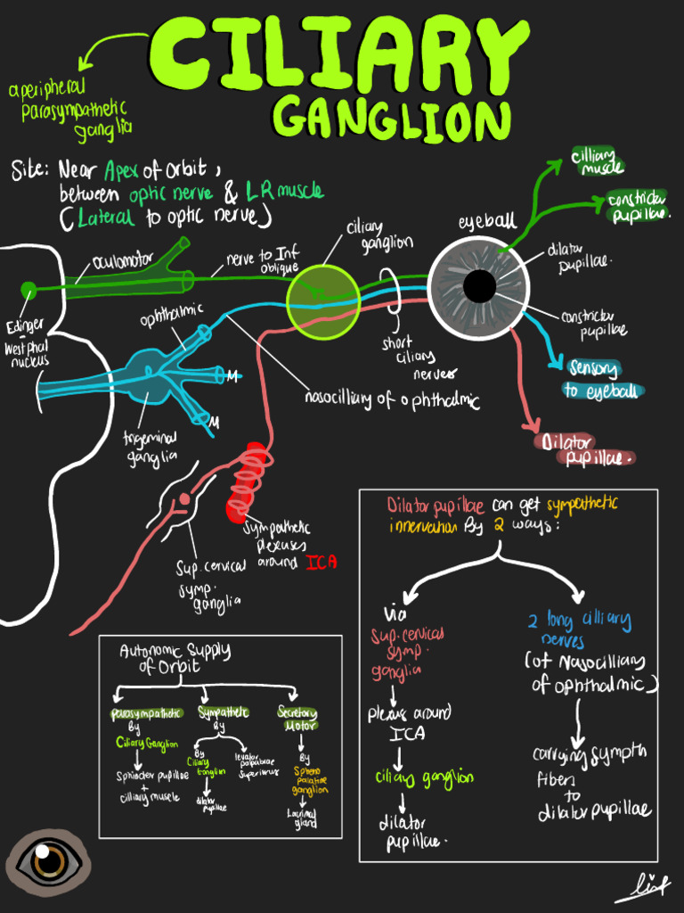 ? Ciliary Ganglion - Anatomy | PDF