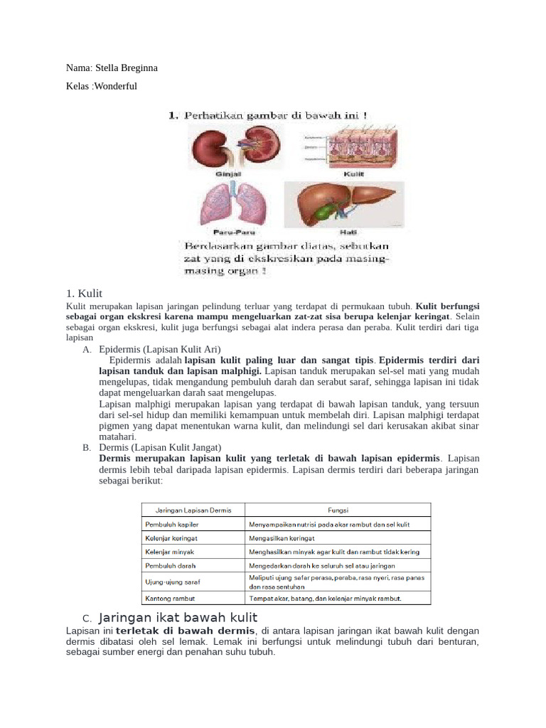 Tugas Biologi Sistem Ekskresi Manusia (Stella Breginna) | PDF