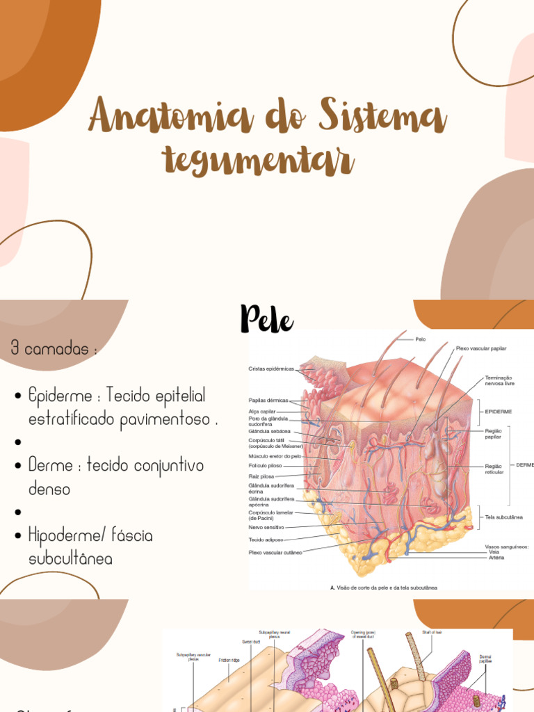 Anatomia Do Sistema Tegumentar | PDF