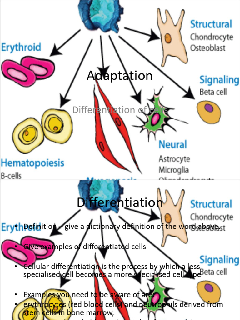 Cell Specialisation | PDF