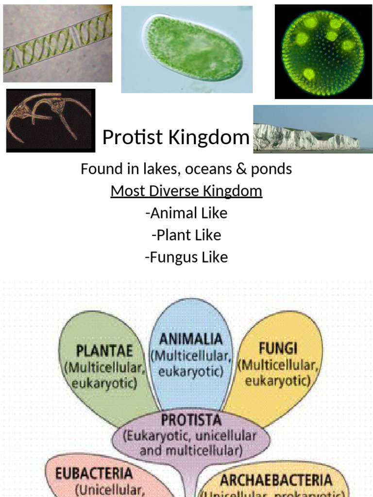 Protist Notes | PDF