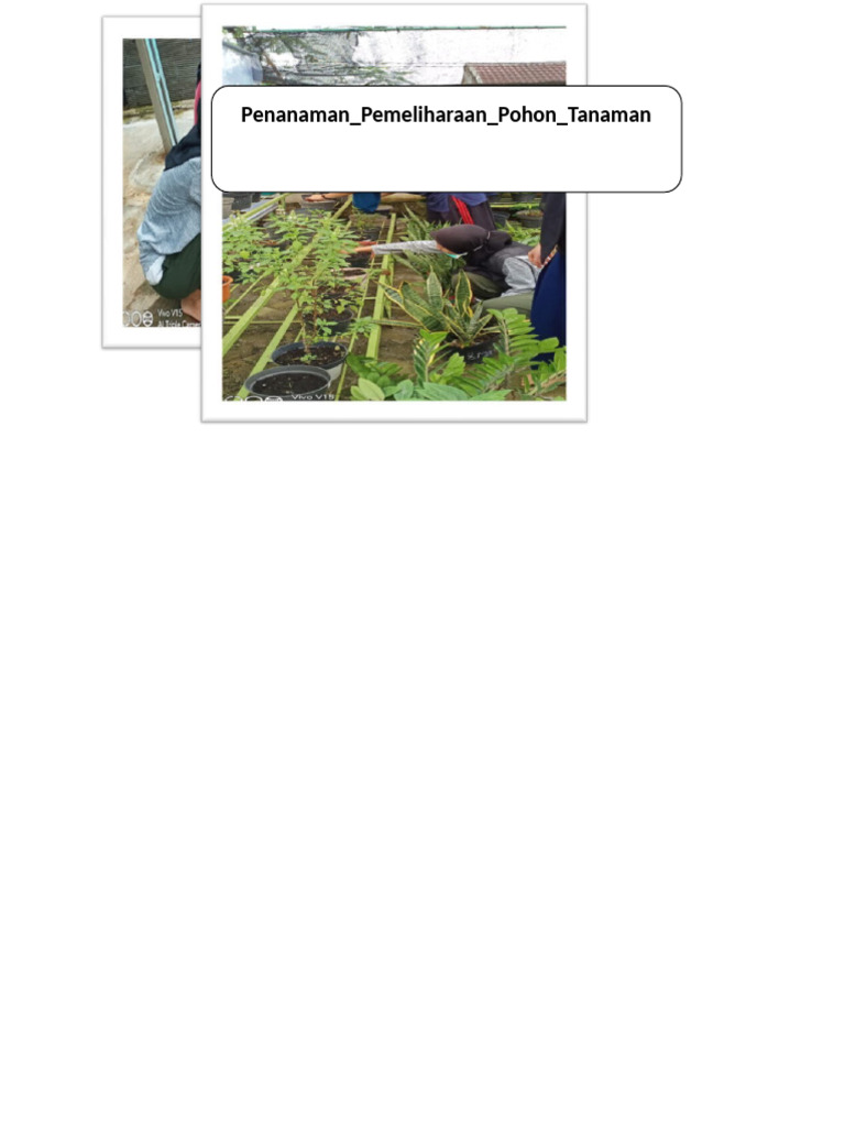 Penanaman Pemeliharaan Pohon Tanaman | PDF