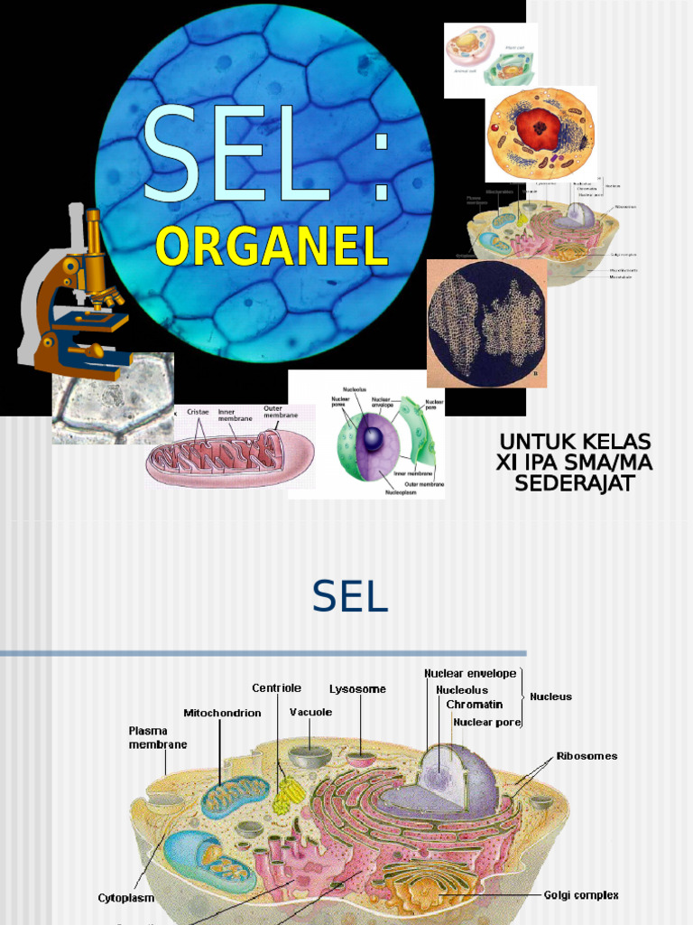 Organel SEL | PDF