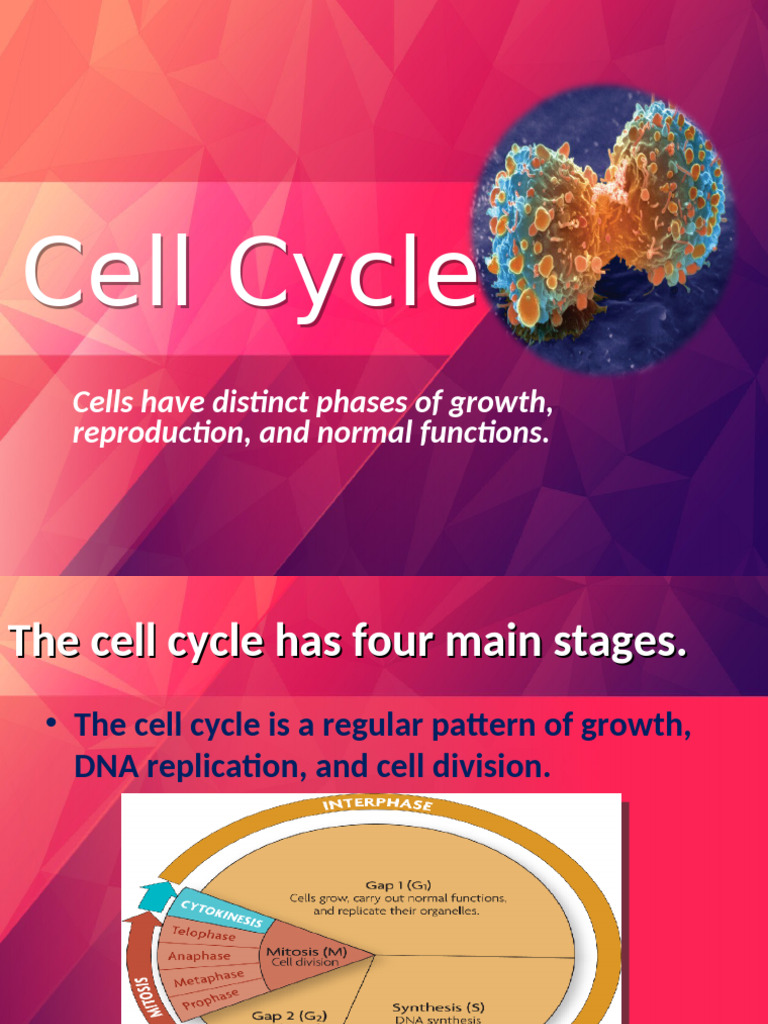 CHP 5 Cell Cycle Notes | PDF