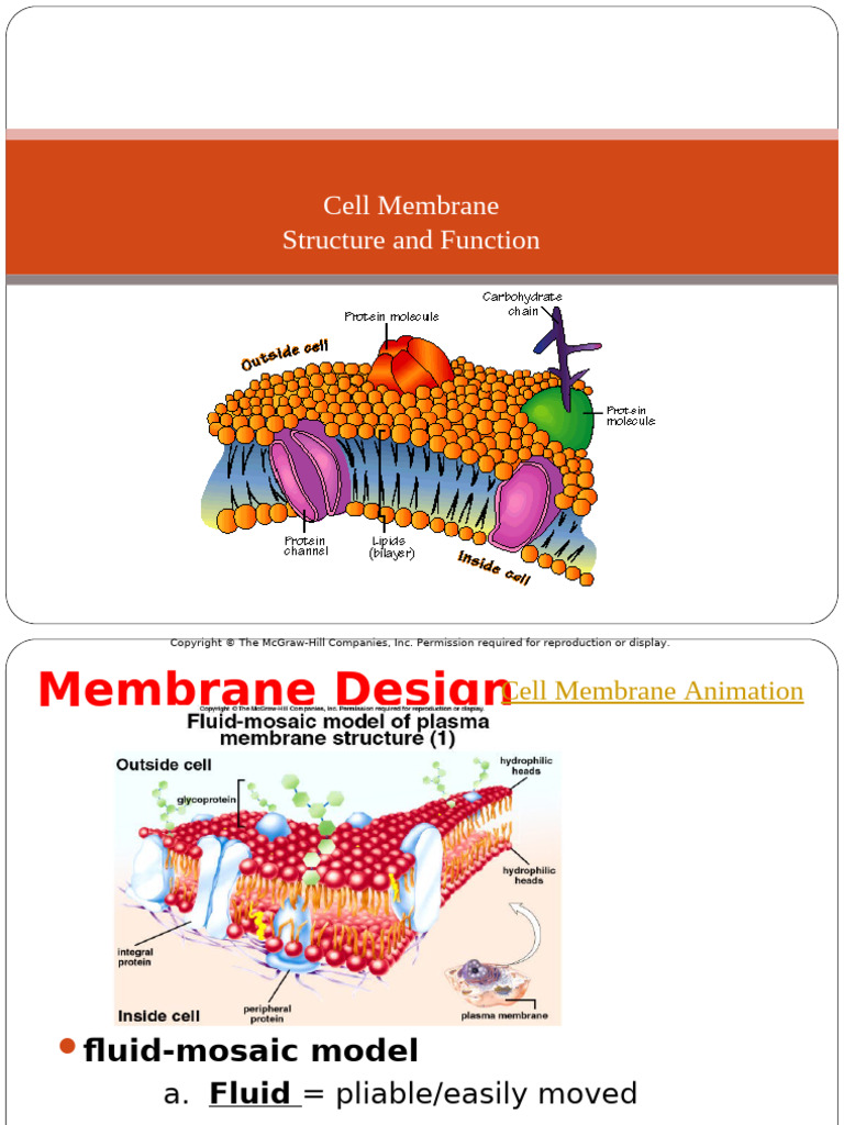 Cell Membrane Structure | PDF