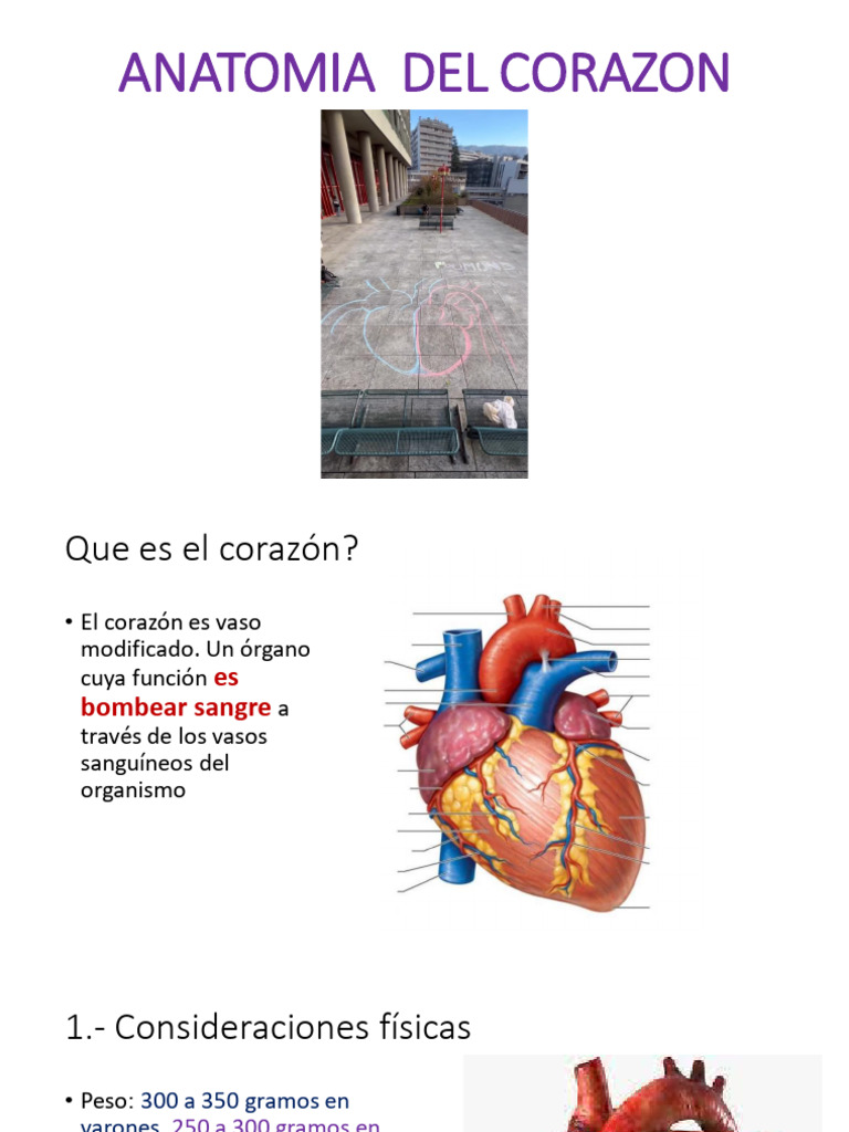 Anatomia Del Corazon | PDF