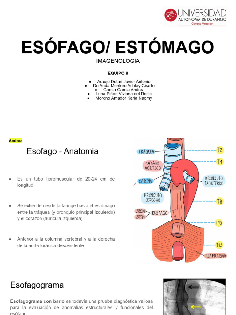 ESOFAGO- ESTOMAGO- IMAGEN | PDF