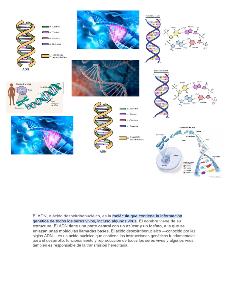 Qué es el ADN y su función genética | PDF