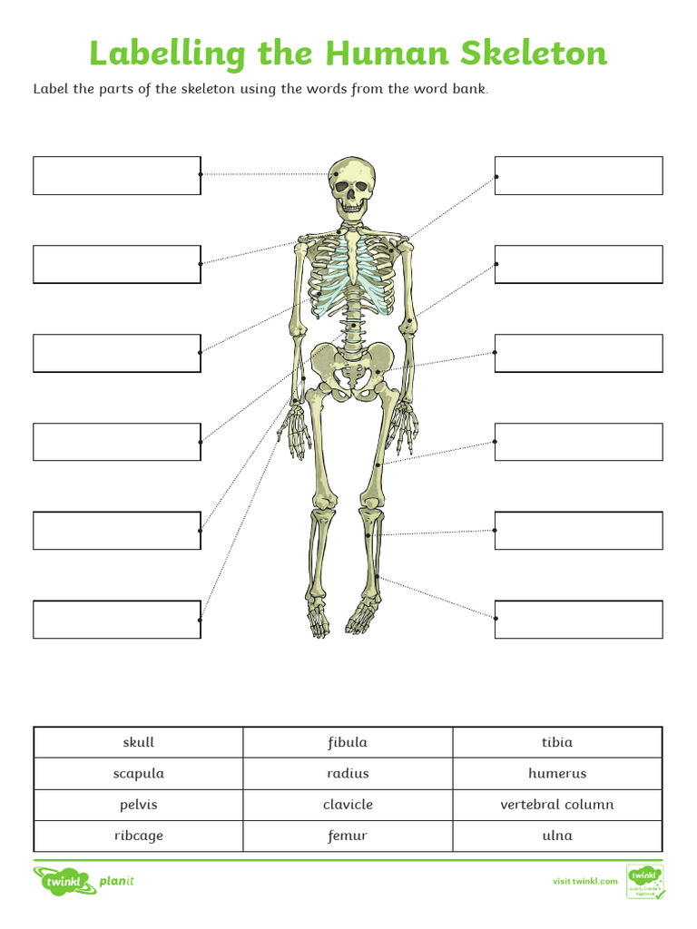 T SC 1644580700 Y3 Labelling The Human Skeleton Activity Sheet - Ver ...