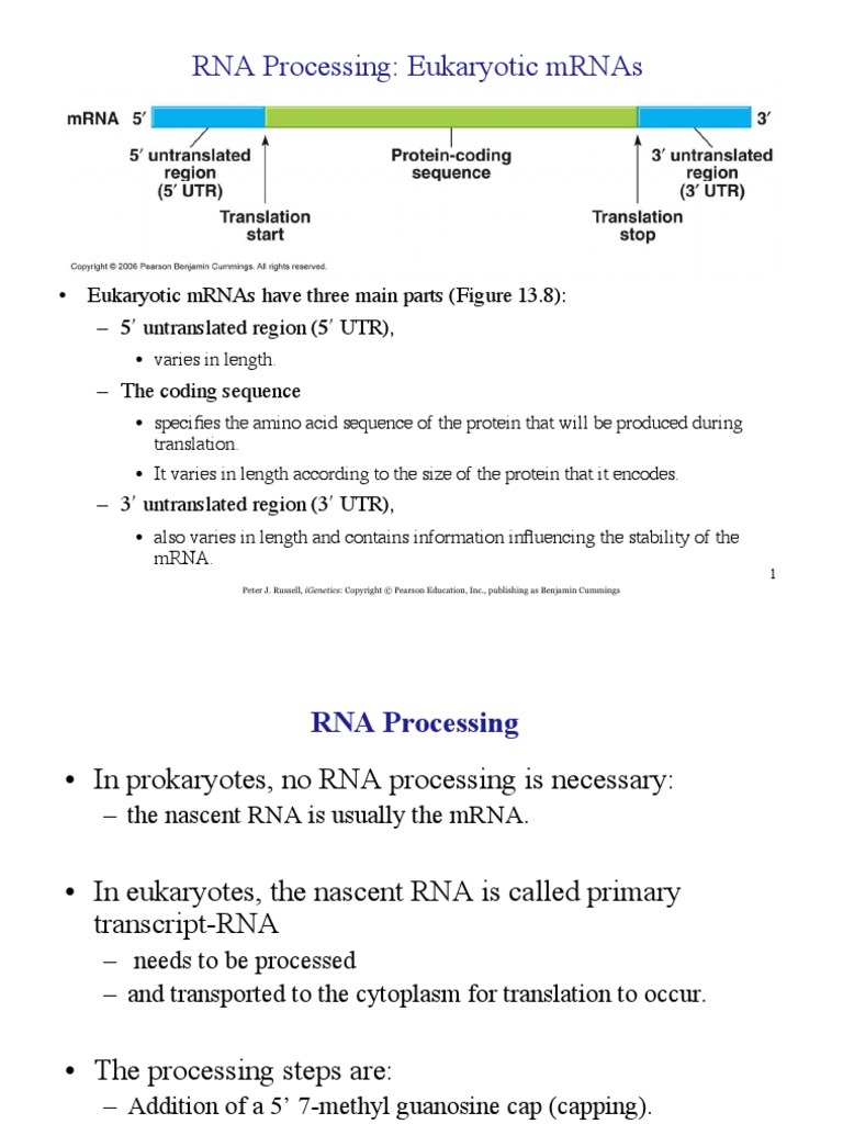 Rna Processing: Eukaryotic Mrnas | PDF | Messenger Rna | Rna Splicing