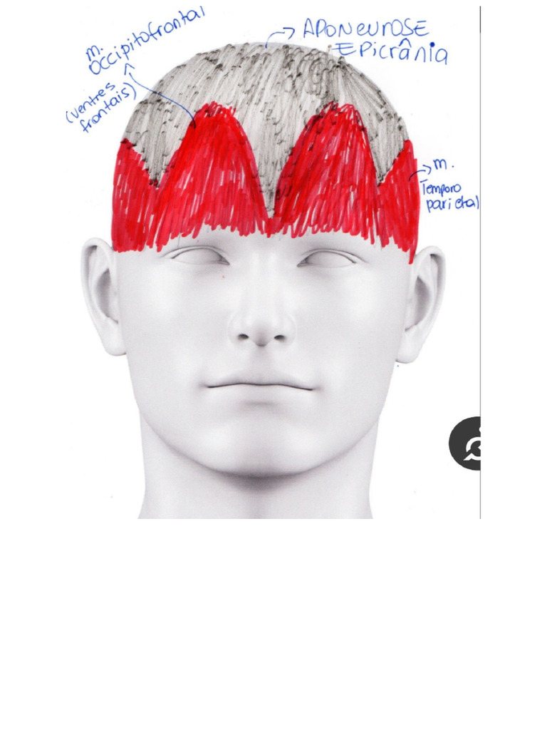 Músculos Do Crânio | PDF