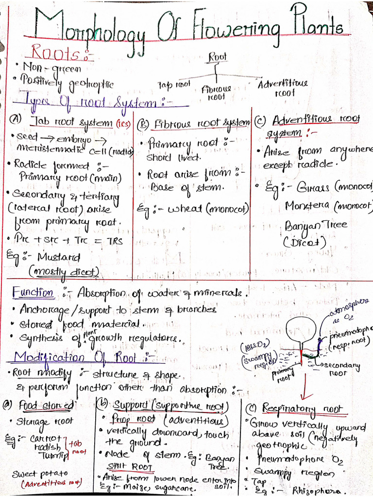 Botany Notes | PDF