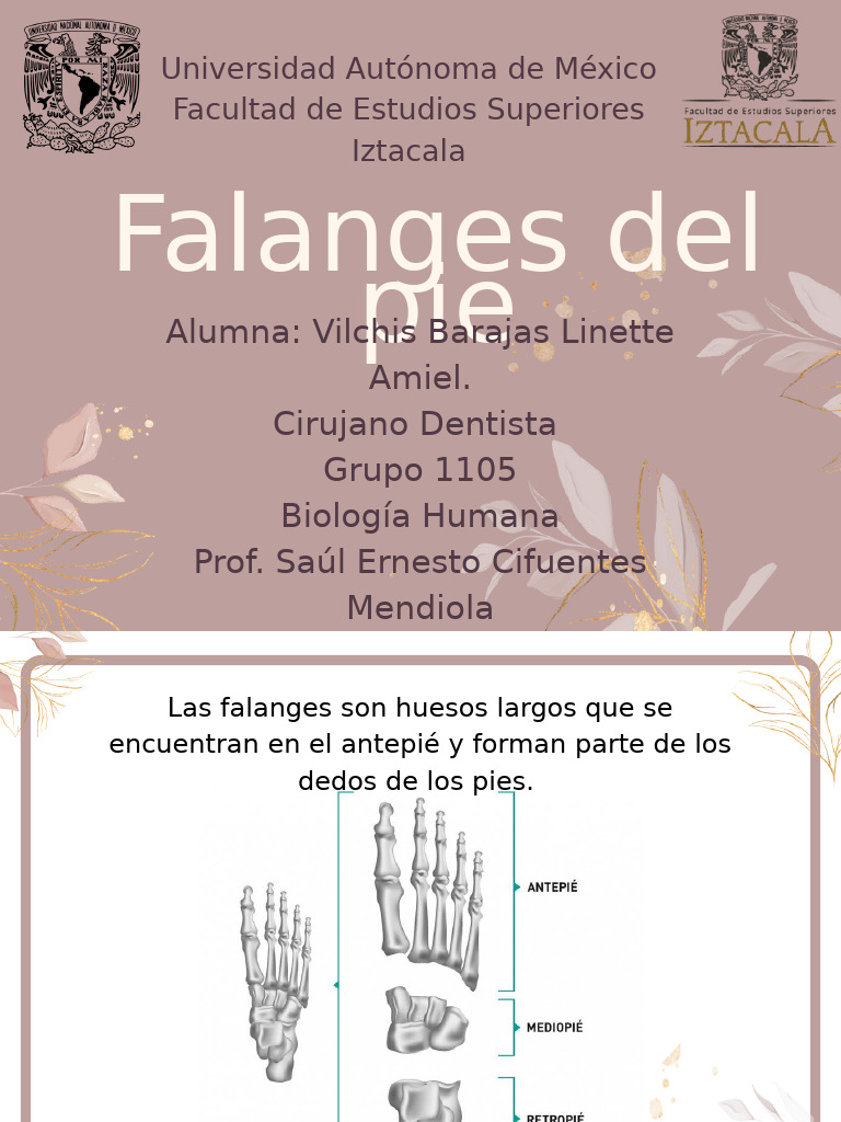 Falanges Del Pie | PDF
