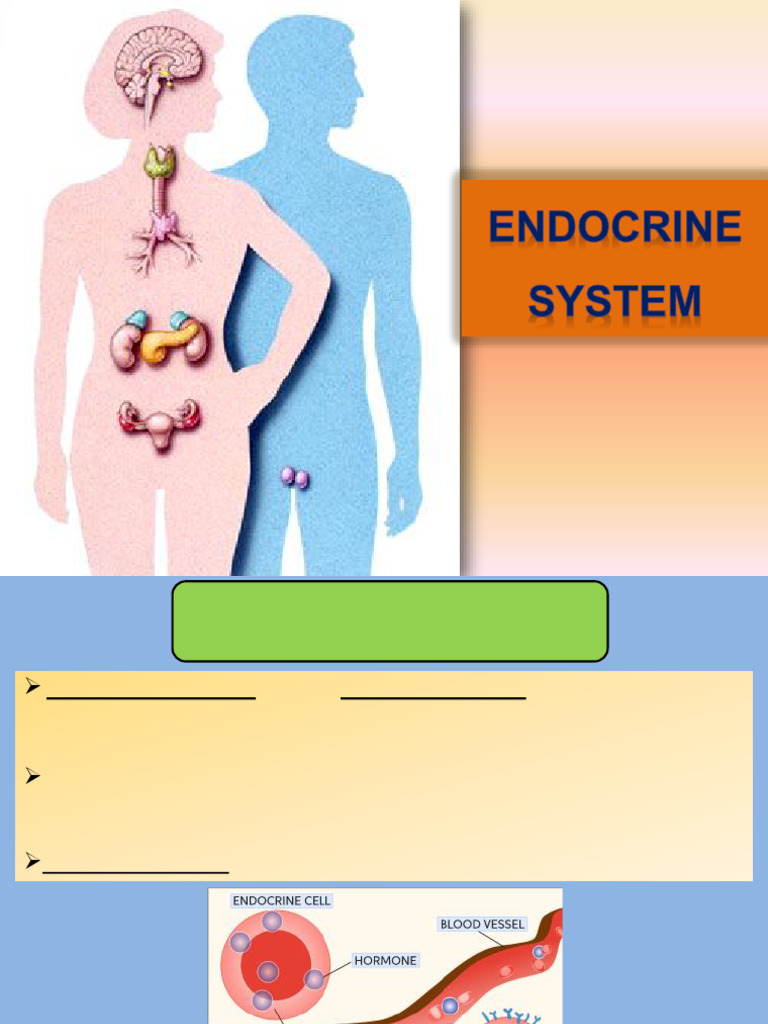 Endocrine System | PDF