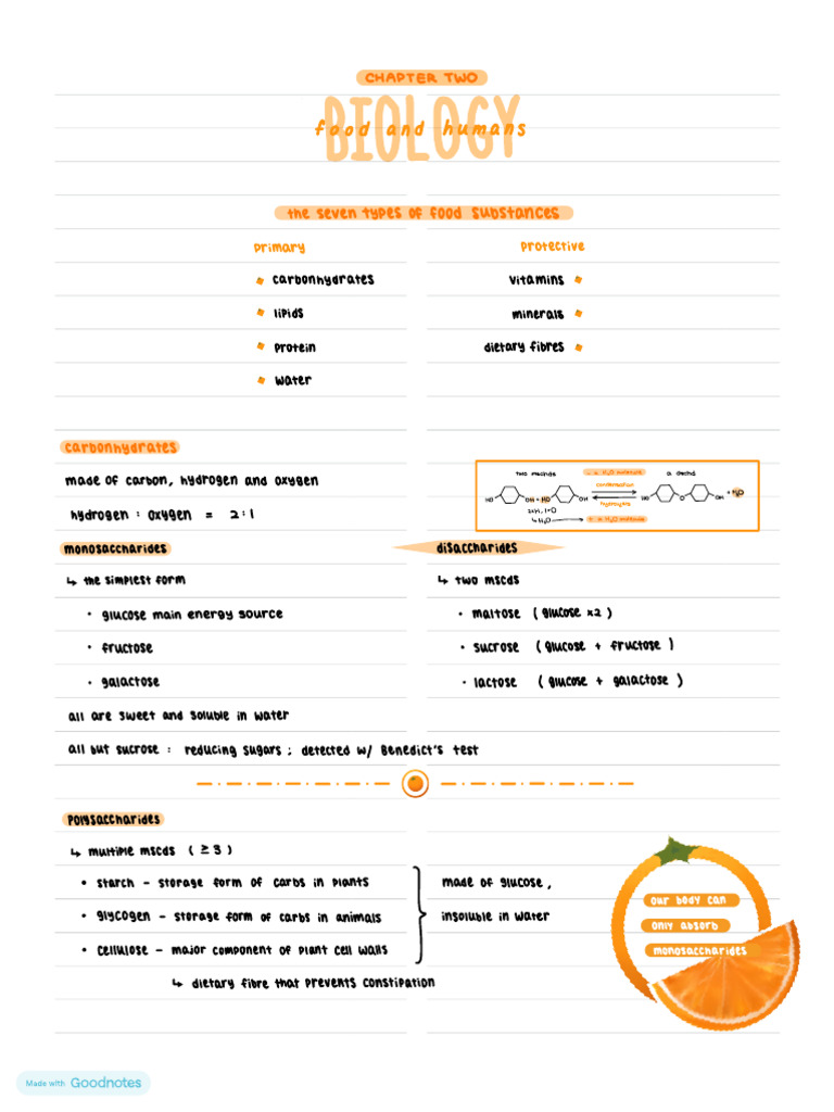 Biology Food & Humans - Balanced Diet Notes | PDF