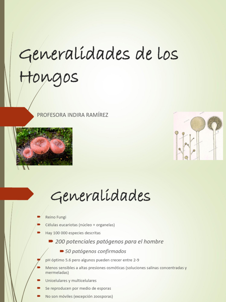 Generalidades Hongos | PDF | Hongo | Tecnología